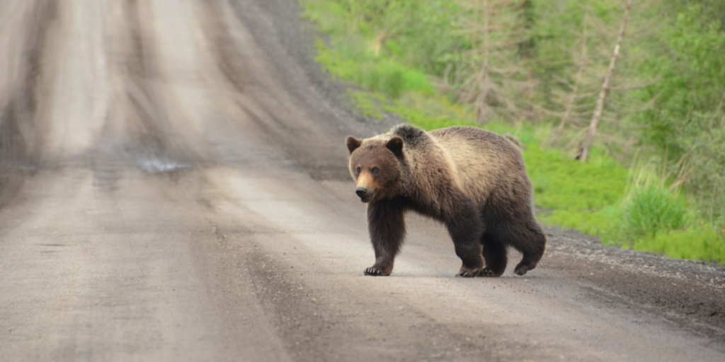 Update: The Bear Necessities Of Canada: An Insider’s Guide To Bear ...